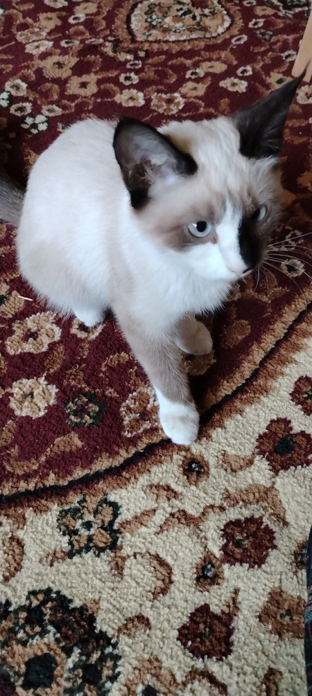 Котёнок в ответственные руки!