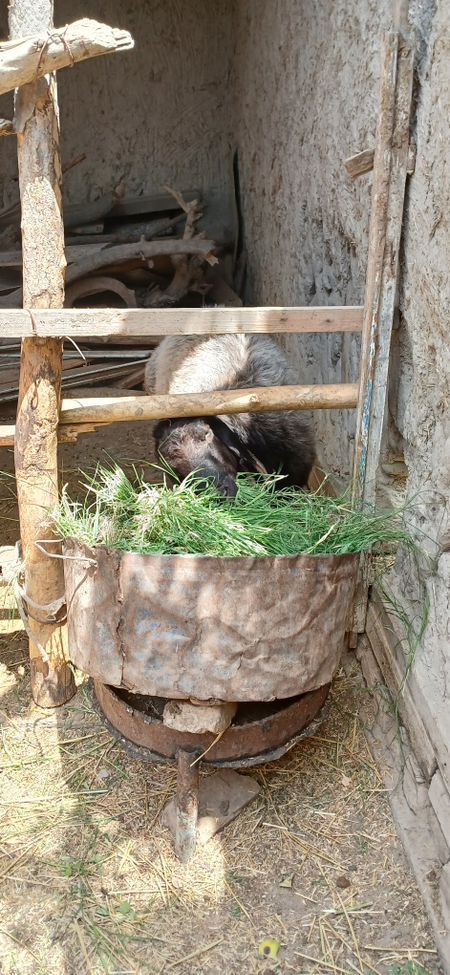 Qo'chqor Duraga sotiladi