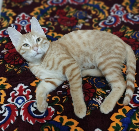 Отдам рыжего котенка, возраст 2,5 месяца