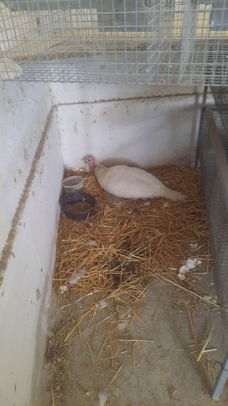 Nar va kurk kurkalar sotiladi va kurka jòjalari ham bor