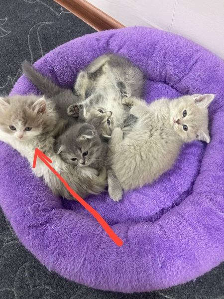 Кошка 2.5 месяца пародистая
