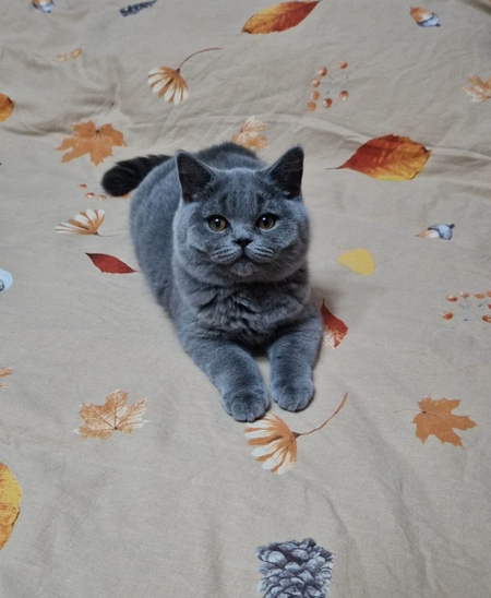 Продаётся скотиш страйт,девочка