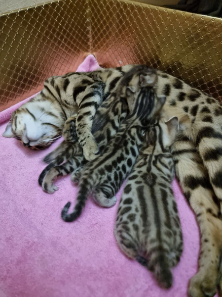 Бенгальский кошка