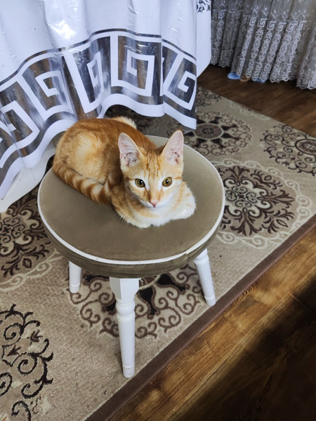 Котенок 5 месяца мальчик