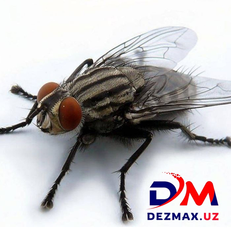 Дезинфекция Частная Фирма DezMax