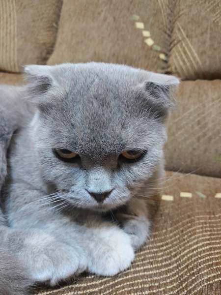 Scottish fold продам  в хорошие руки