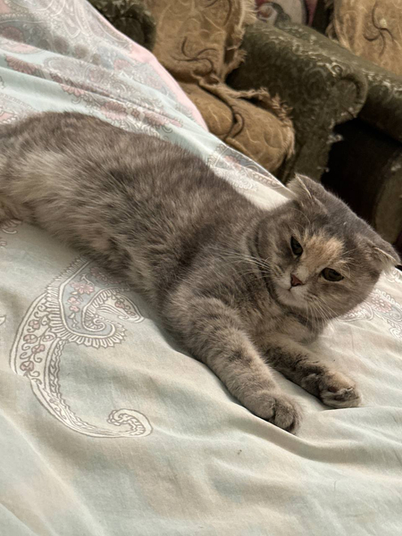 Котята скотиш фолд
