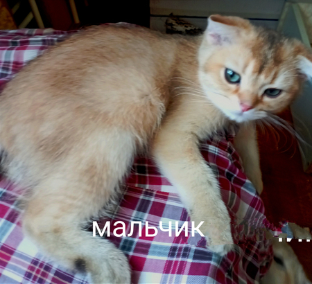 Шотландские котята золотистые шиншилы 2 мес.