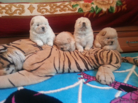 Продаются щенки Чау-Чау