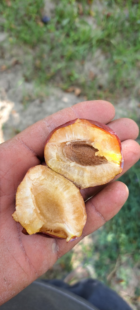 Qaroli sotiladi mazzali