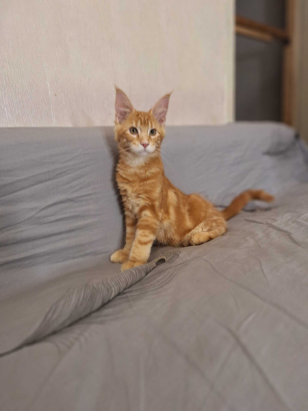 Мей-кун котёнок.Готова к переезду в новый дом.