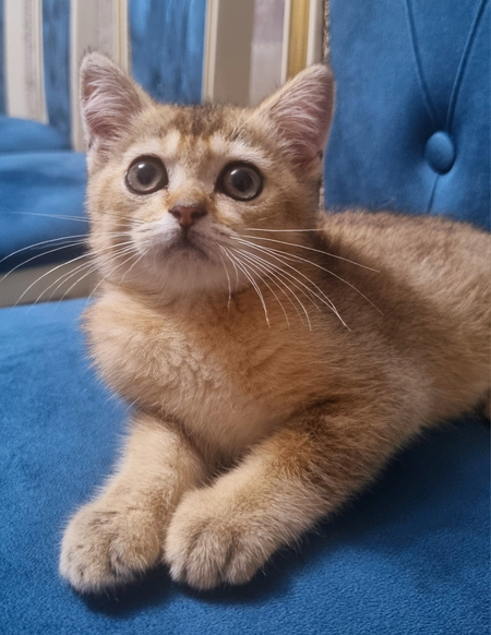 Золотая шиншилла (Gold chinchilla)