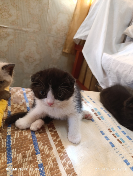 Продам вислоухих котят