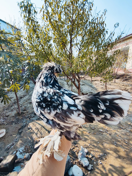 Корейские тройка  кони тозза