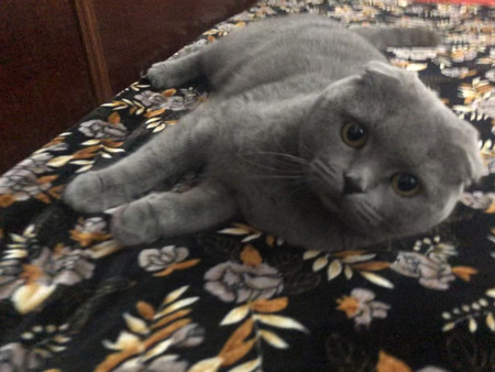 скотиш фолд
