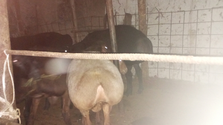 Qirgʻizdan kegan egizci urgʻochi qulay soʻriladi. Quchqoiyam bor