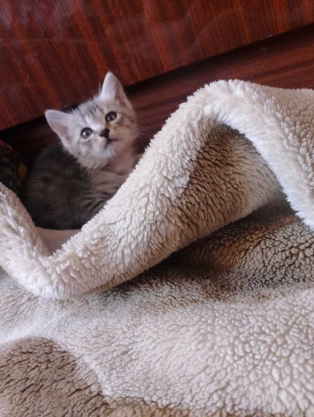 Кошка породистая