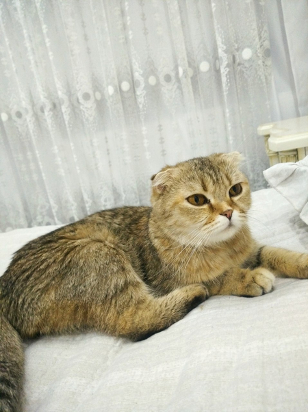 Продаётся британская шыншыла