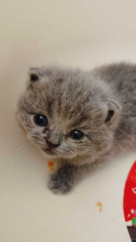 Scottish Fold кошка продается