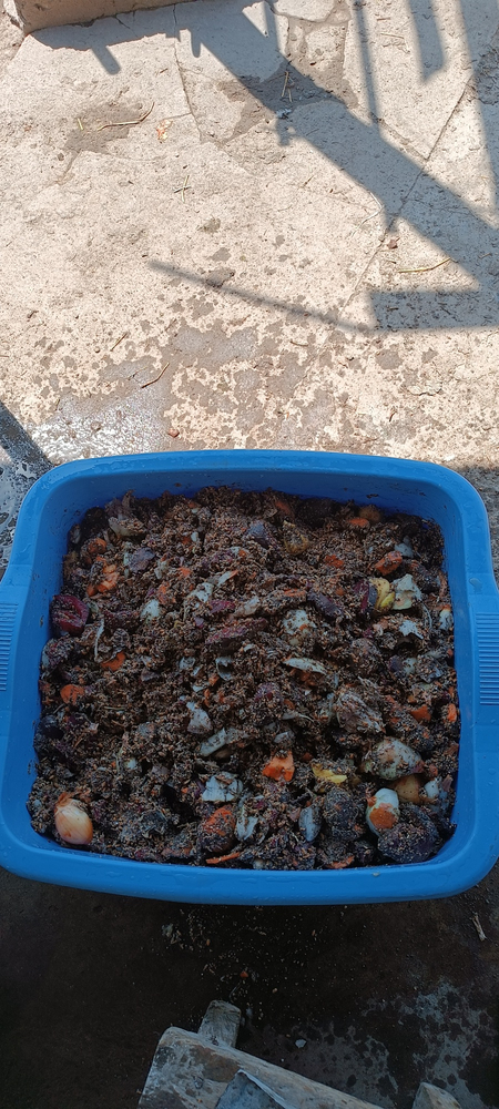 Oʻrdak gʻozlar va tuxumlari goʻshti sotiladi
