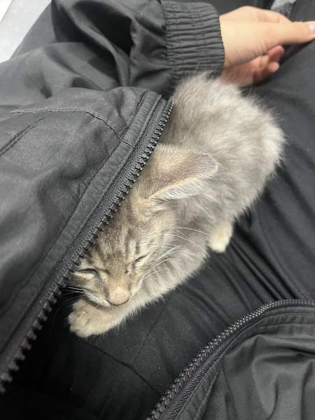 Милый котенок в добрый руки