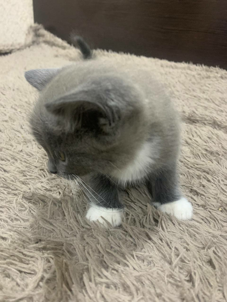 Продаются котятки