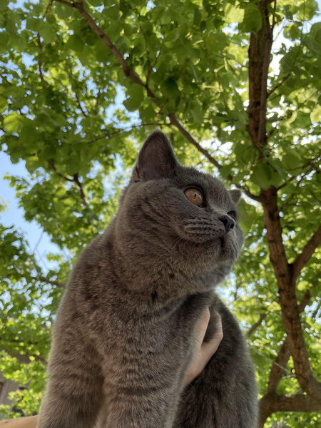Brittish shorthair/Британская короткошерстная