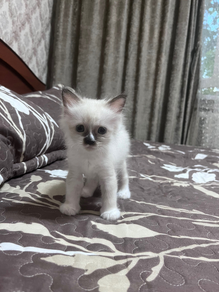 Продается котенок сиамской породы (мальчик)