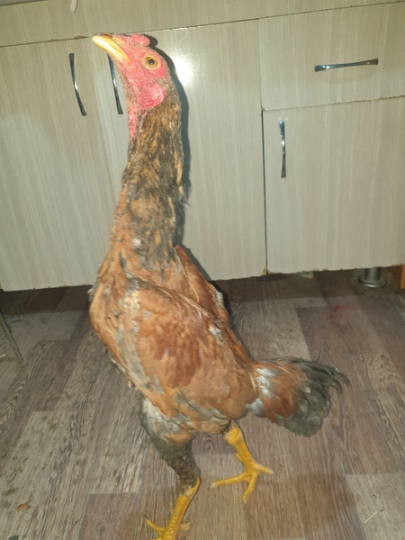 Продаются петухи куланги здоровые родились в этом году конца апреля