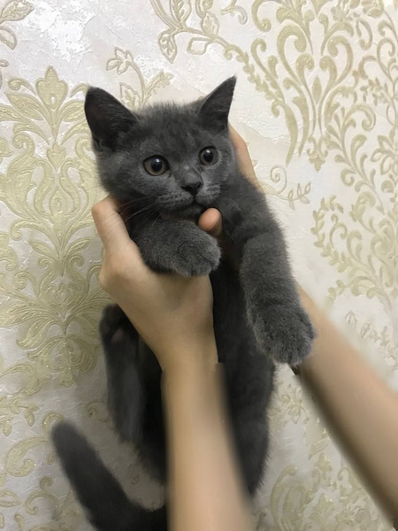 Кошка британской породы
