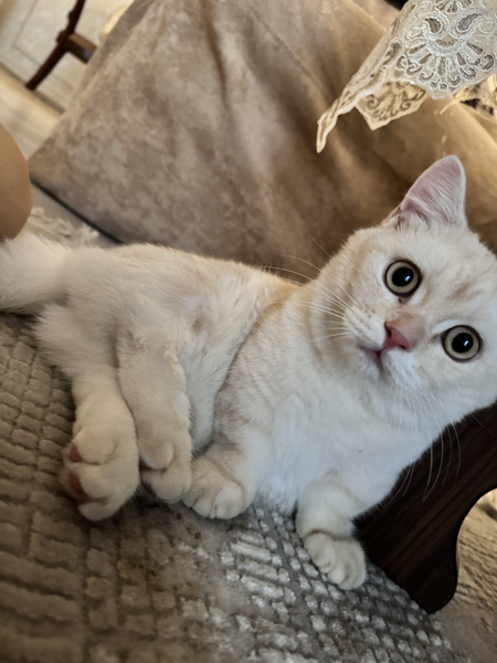 Вязка Манчкин  Шиншилла