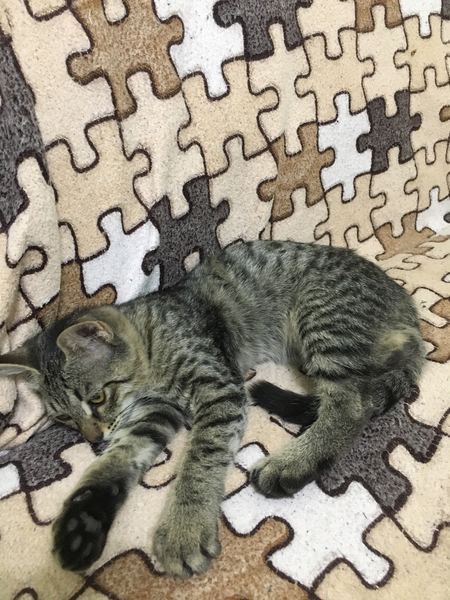 Бесплтно отдам кошки