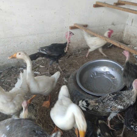 Gʻozlar oilasi sotiladi 4ta makyon 1ta xoʻroz