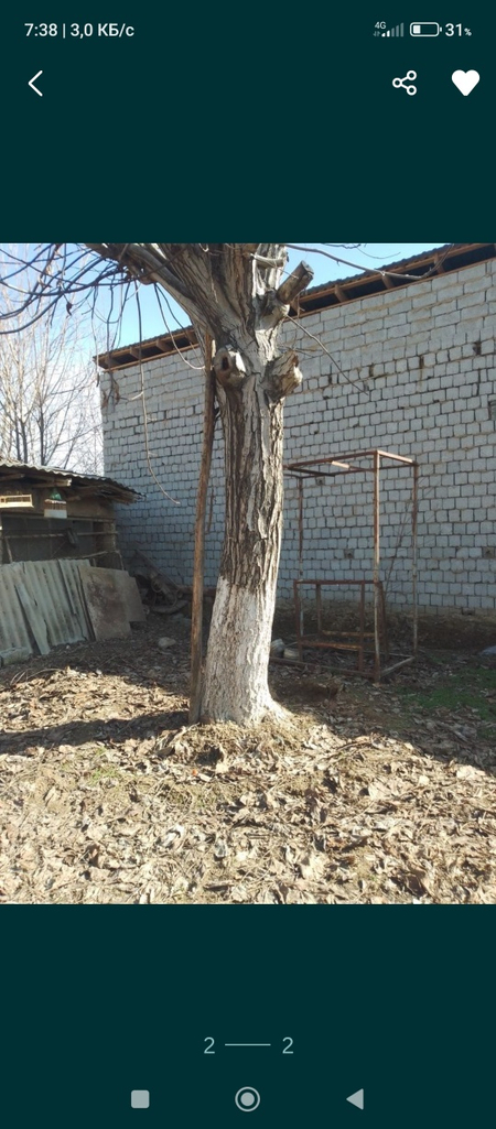 Yongoq daraxti sotiladi
