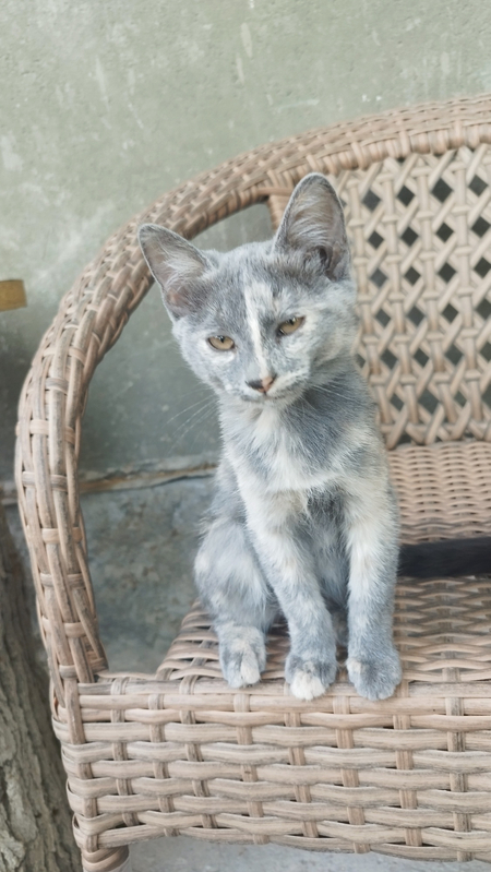 Отдам Бесплатно котят