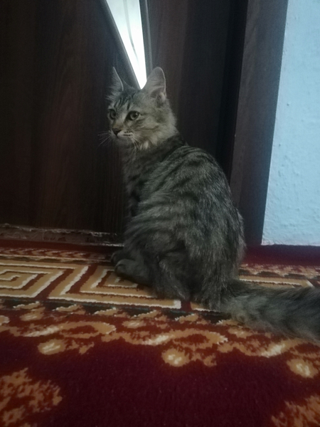 Zotdor mushuk sotiladi Zoti juda yaxshi mushuk oganilaga yarasha mushu