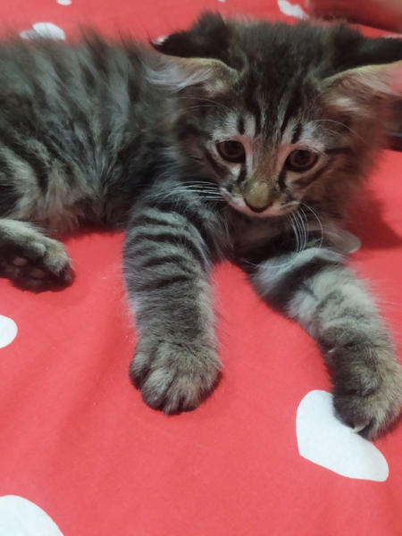 Котёнок кличка марк