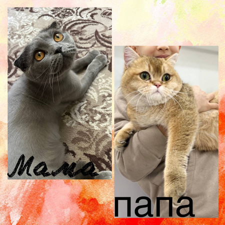 Продается котята Шиншилла+Скотиш фолд