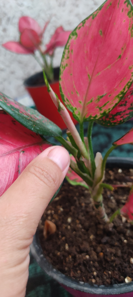 Qizil aglonema sotiladi