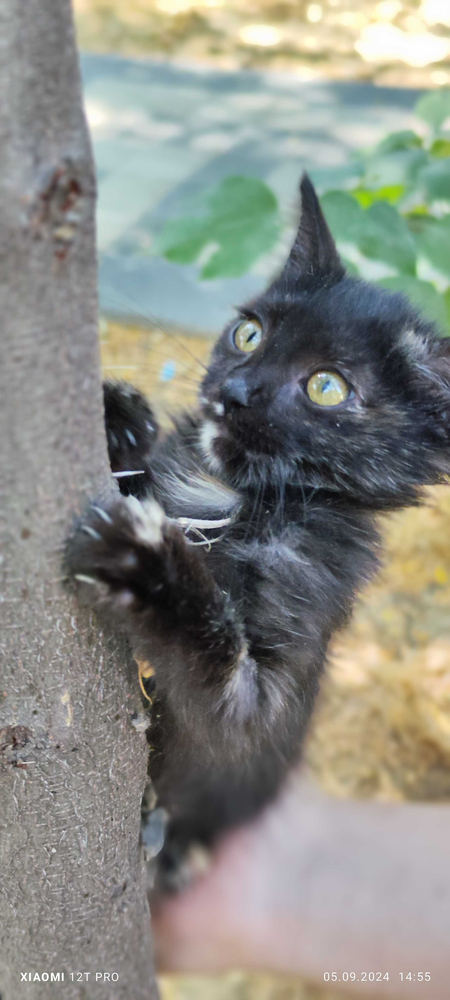 Котёнок, мальчик, 2,5 месяца