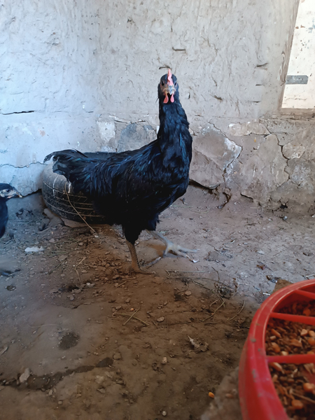 Gigant qora shaxzoda xoʻrozi