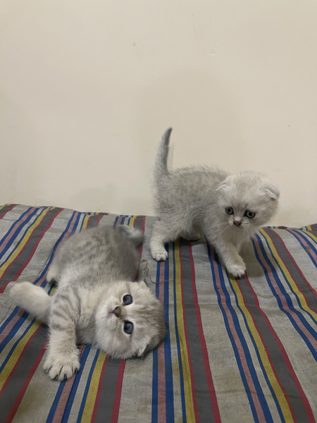 Котята скотиш-фолд