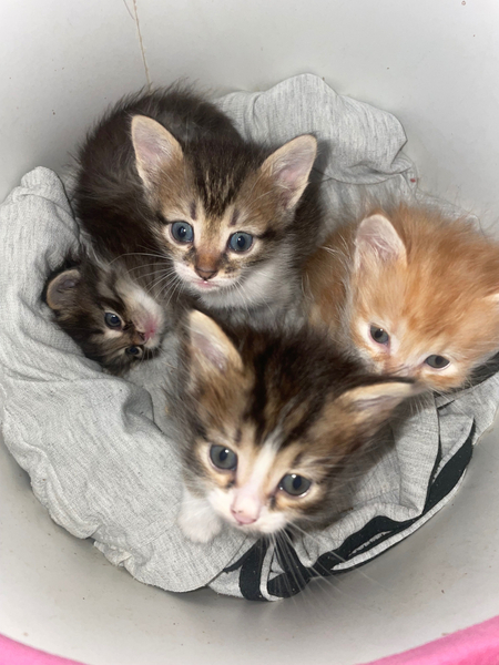 Котята мальчик и девочки