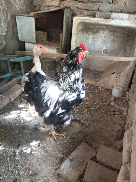 Браму петух и две несушки курицы 600.000 сум за троих