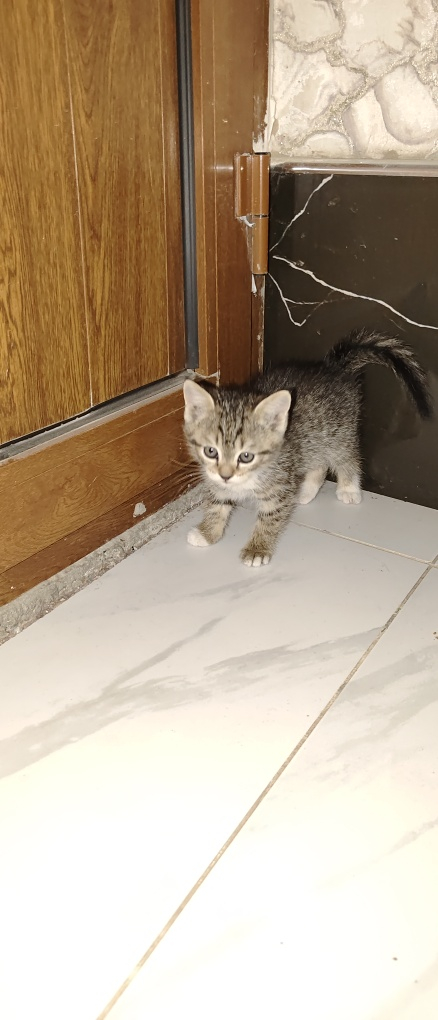 Породистая британская кошка с 6 котятами(котята смешанной породы)