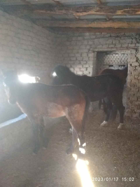 Toylar sotiladi 8mlndan