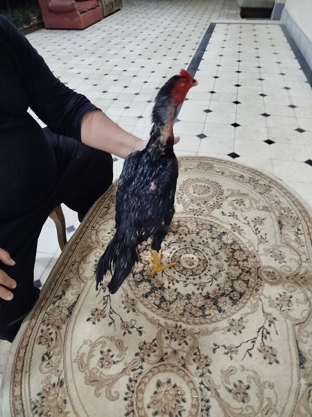 Dakan xorozlar koreya elchu