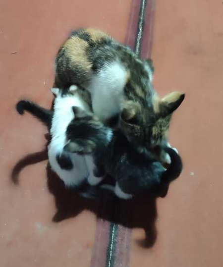 Котята в добрые руки