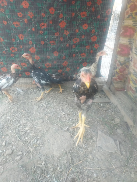 Dakan jo‘jalar sotiladi