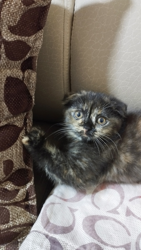 Скоттиш фолд 2 ой киз